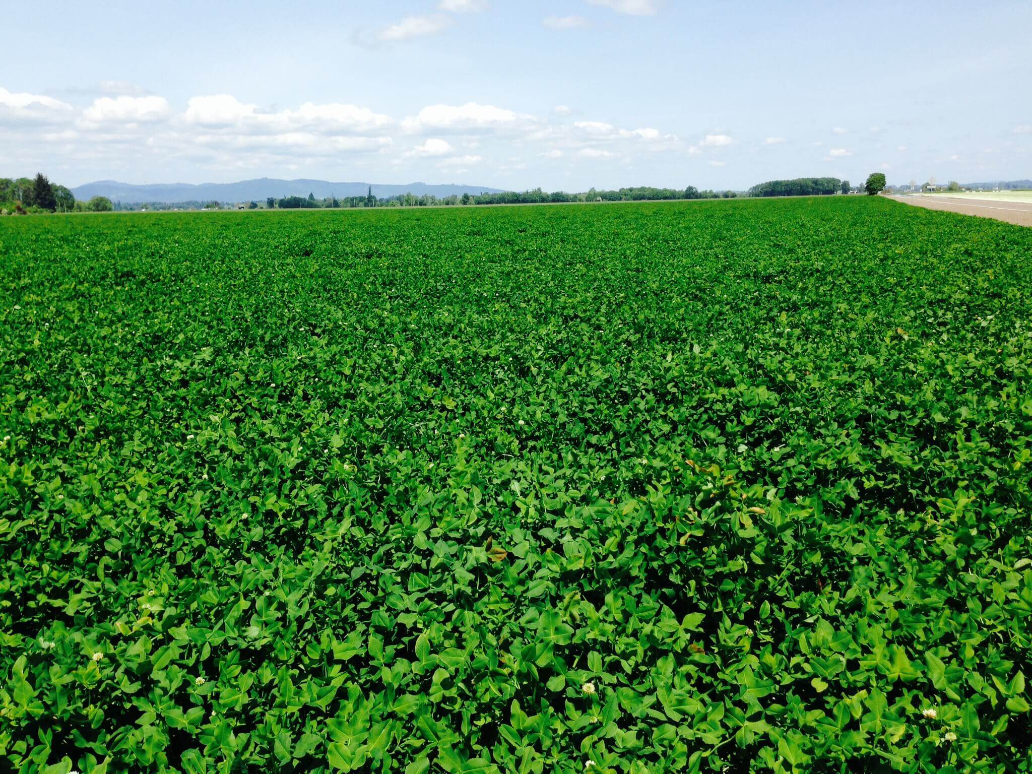 Science Pasture Tips - Sucra Seed